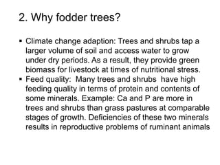 Tree lucerne: A tree useful for fodder and multiple products and ...