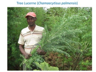 Tree lucerne: A tree useful for fodder and multiple products and ...