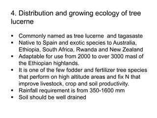 Tree lucerne: A tree useful for fodder and multiple products and ...