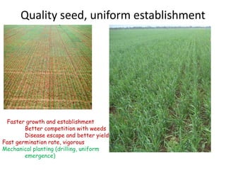 Key achievements of seed multiplications and distribution activities | PPTX