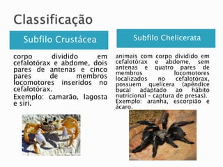 Artópodes e Equinodermos | PPTX