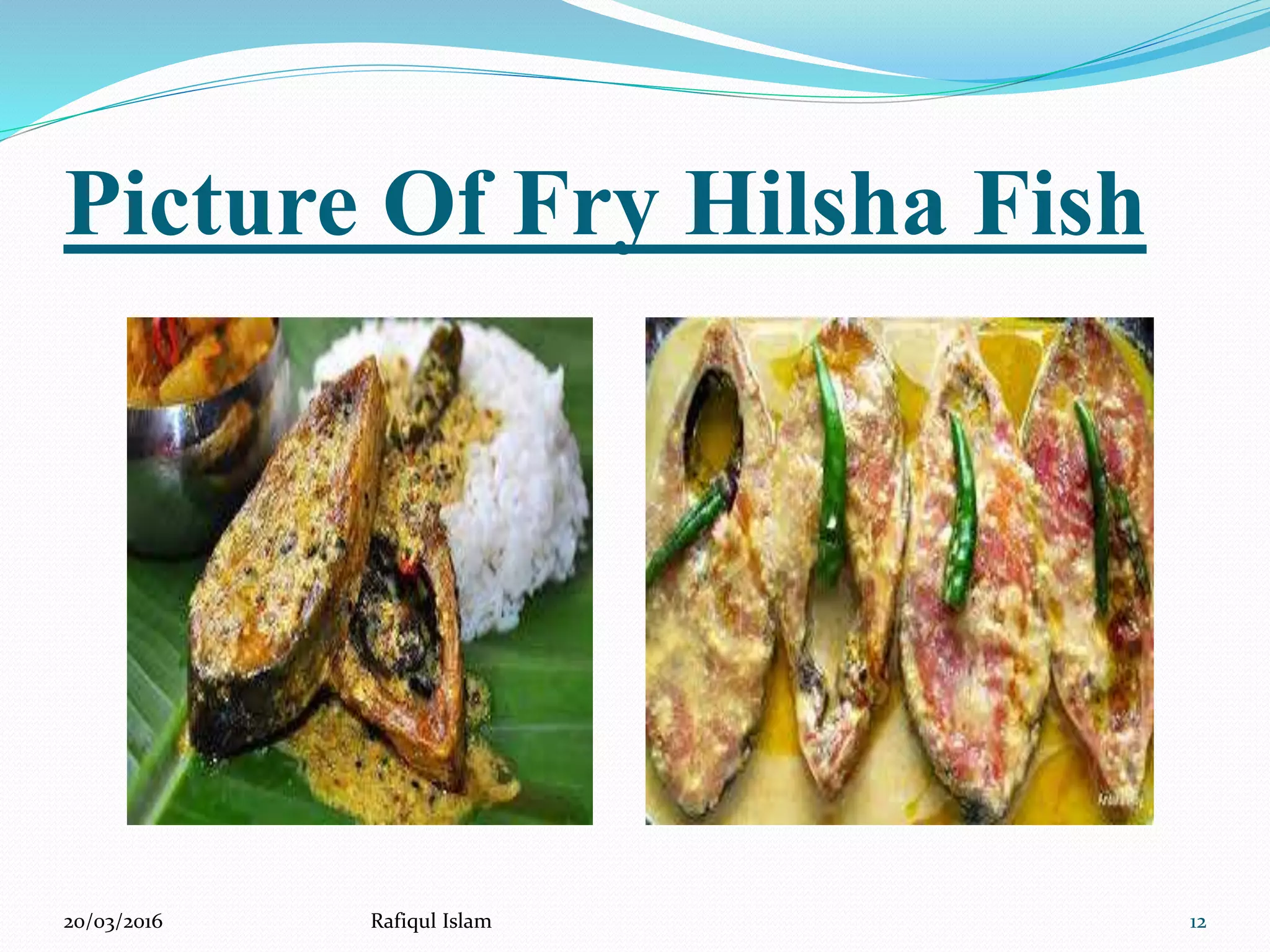 Presentation on Hilsha Fish of Bangladesh | PPTX