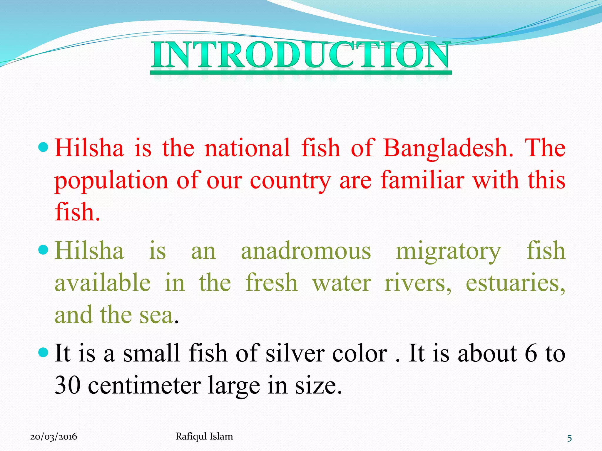 Presentation on Hilsha Fish of Bangladesh | PPTX