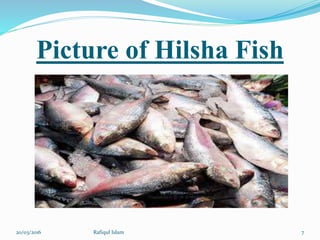 Presentation on Hilsha Fish of Bangladesh | PPTX
