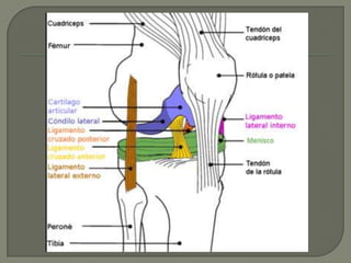 Art rodilla | PPTX