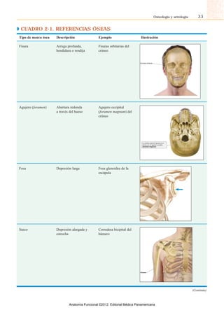 Anatomía De Las Marcas óseas