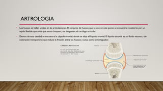 ARTROLOGIA DE MIEMBRO INFERIOR EN TRAUMATOLOGIA Y ORTOPEDIA..pptx
