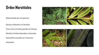 Artrophyta y Pteridophyta | PDF