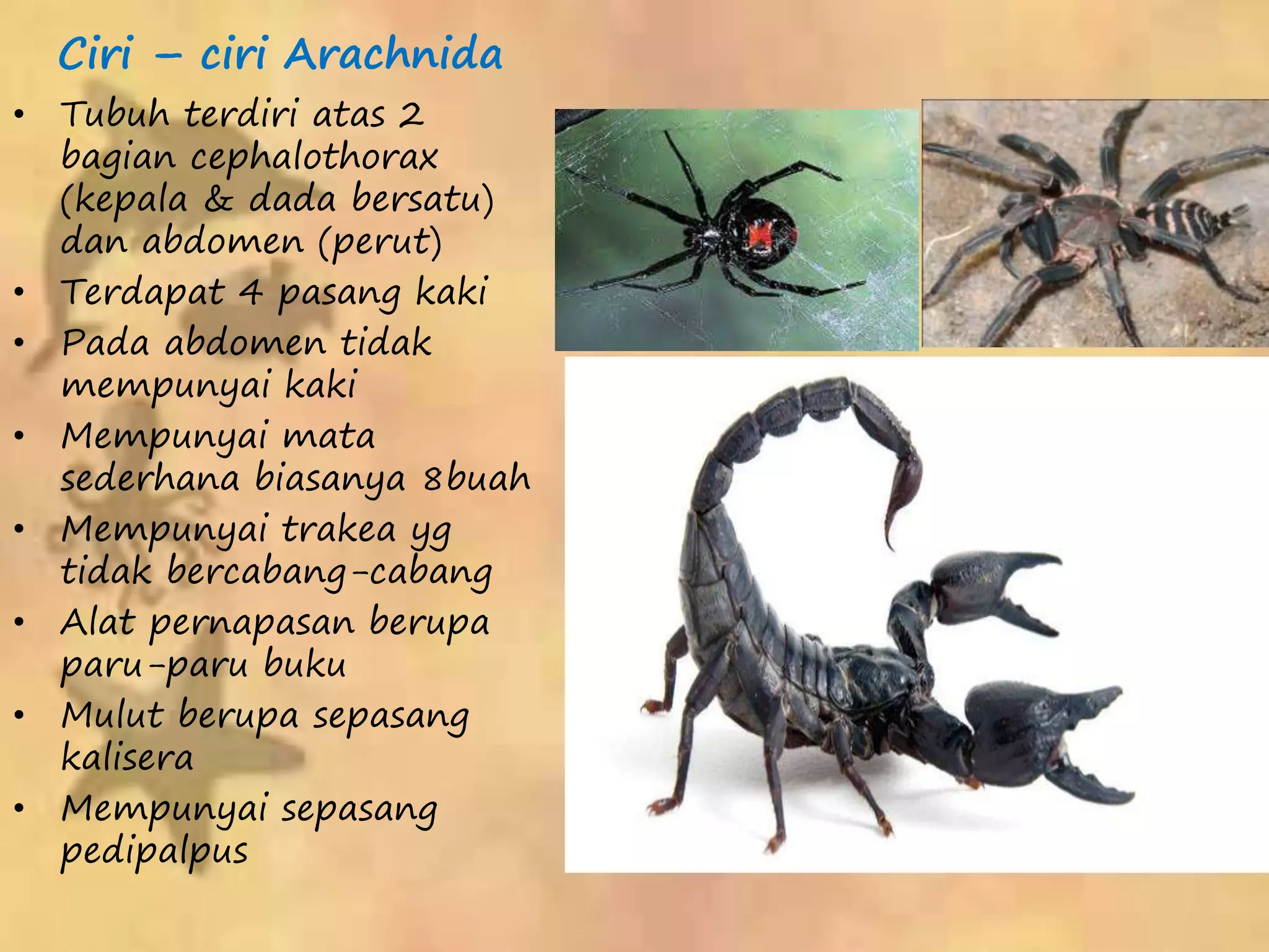 ARTHROPODA | PPT