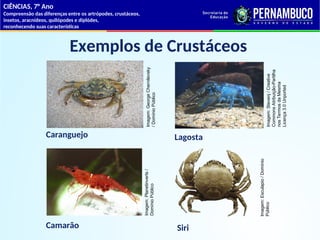 Características dos invertebrados - artropodes- | PPT