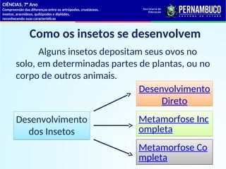 Características dos invertebrados - artropodes- | PPT