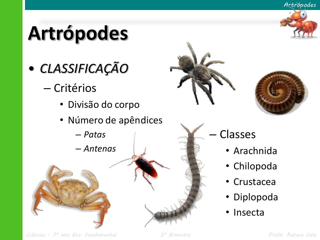 Artrópodes