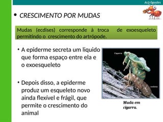 artrópodes e suas principais caracteristicas.pptx