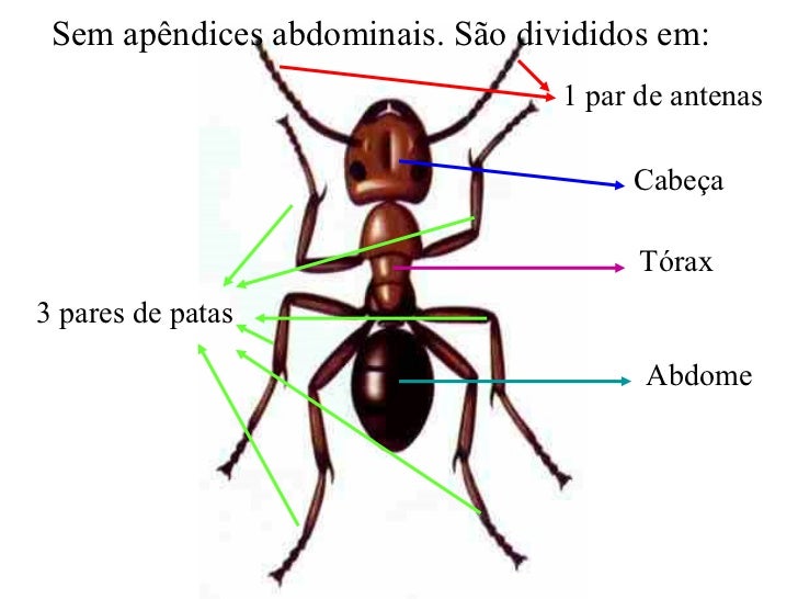 Artropodes