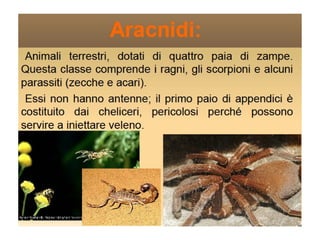 Artropodi | PPT