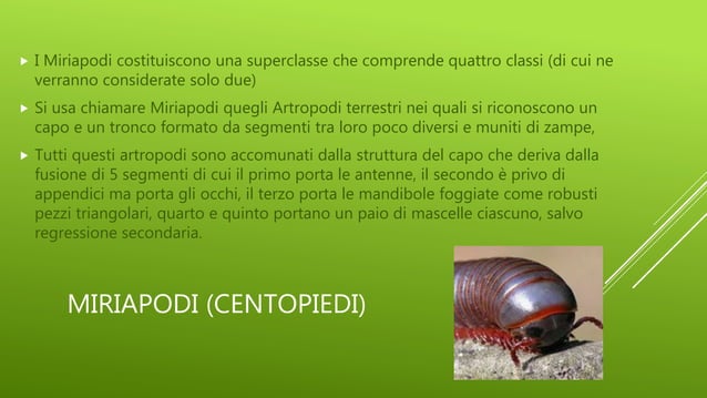 Artropodi | PPT