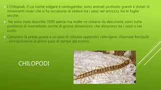 Artropodi | PPTX