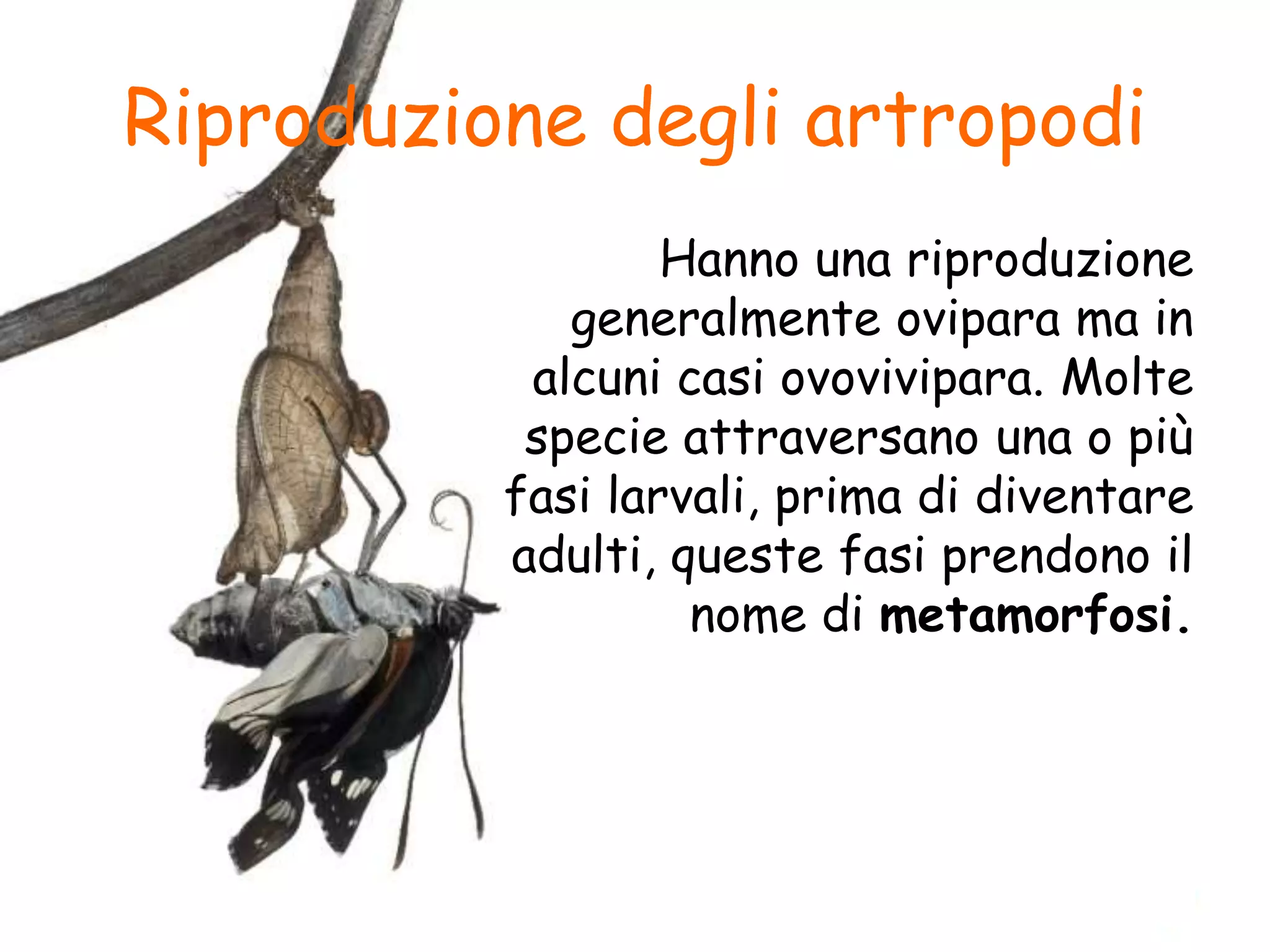 artropodi.ppt
