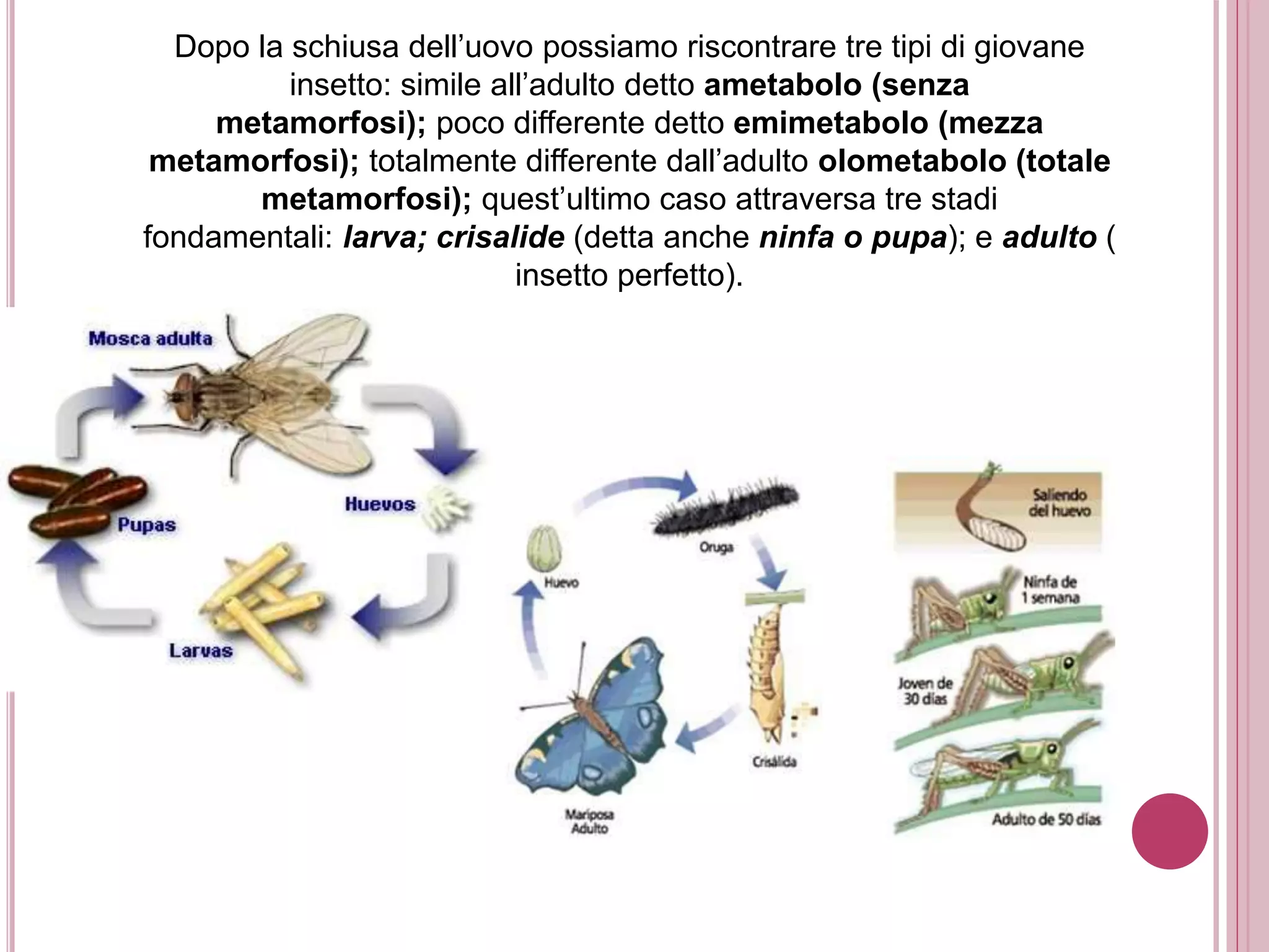 Artropodi molluschi | PPT