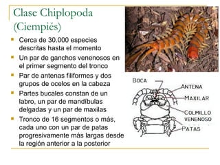 Artropodos POR PAQUITA CHIMARRO | PPT