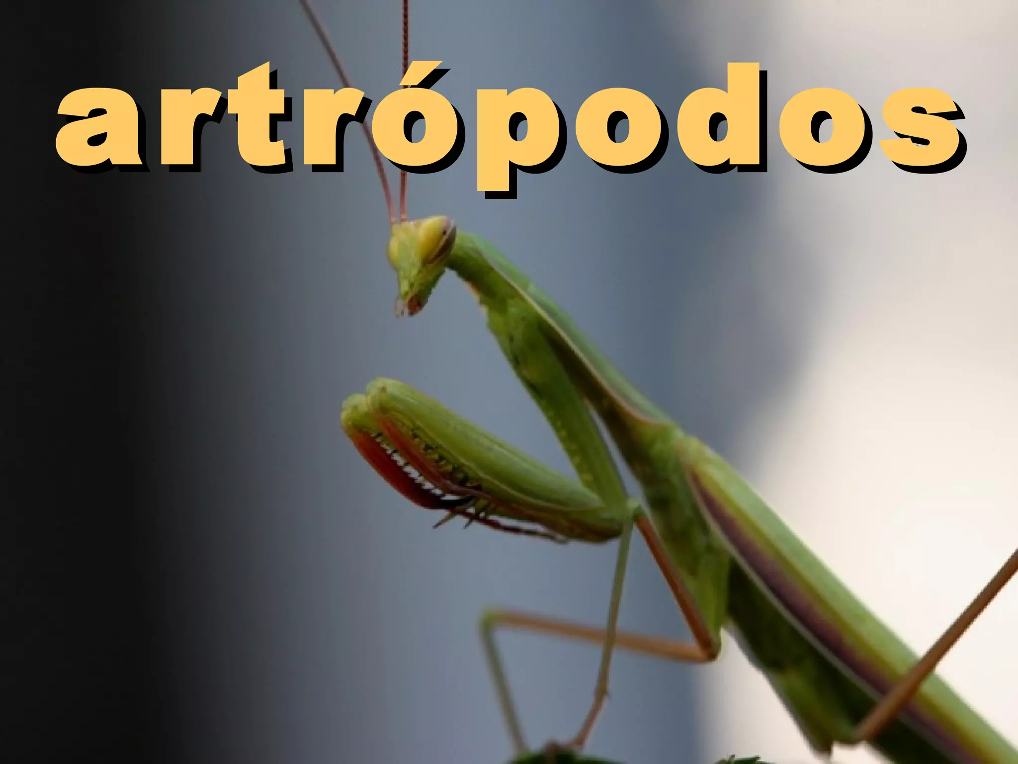 Artropodos | PPT