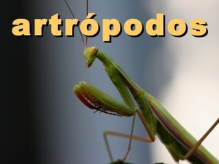 Artropodos | PPT