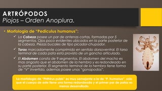 Artropodos de importancia medica jajajajaj | PPTX