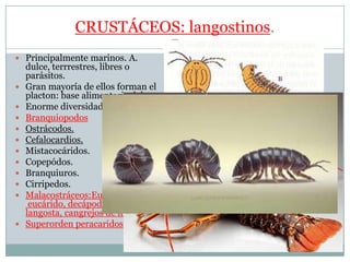 Artropodos insectos | PPTX