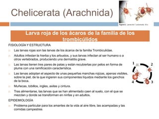 TEMA: ARTROPODOS DE IMPORTANCIA MEDICA PPT | PPTX