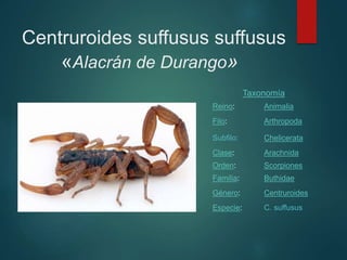 Artrópodos de importancia médica y mordedura de serpiente | PPTX