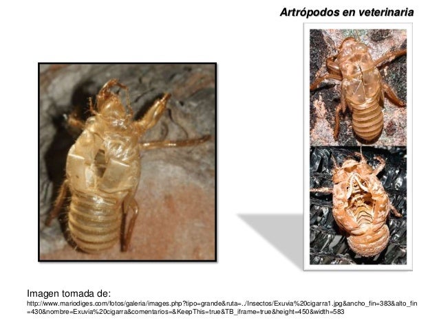 Artropodos, insecta y phthiraptera