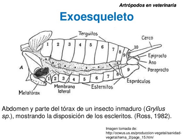 Insectos PUCP: Artrópodos