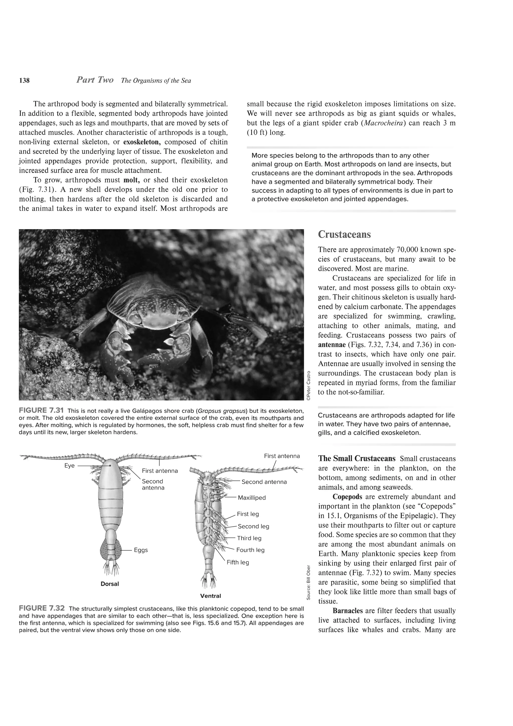Artropodos Marine Biology.pdf