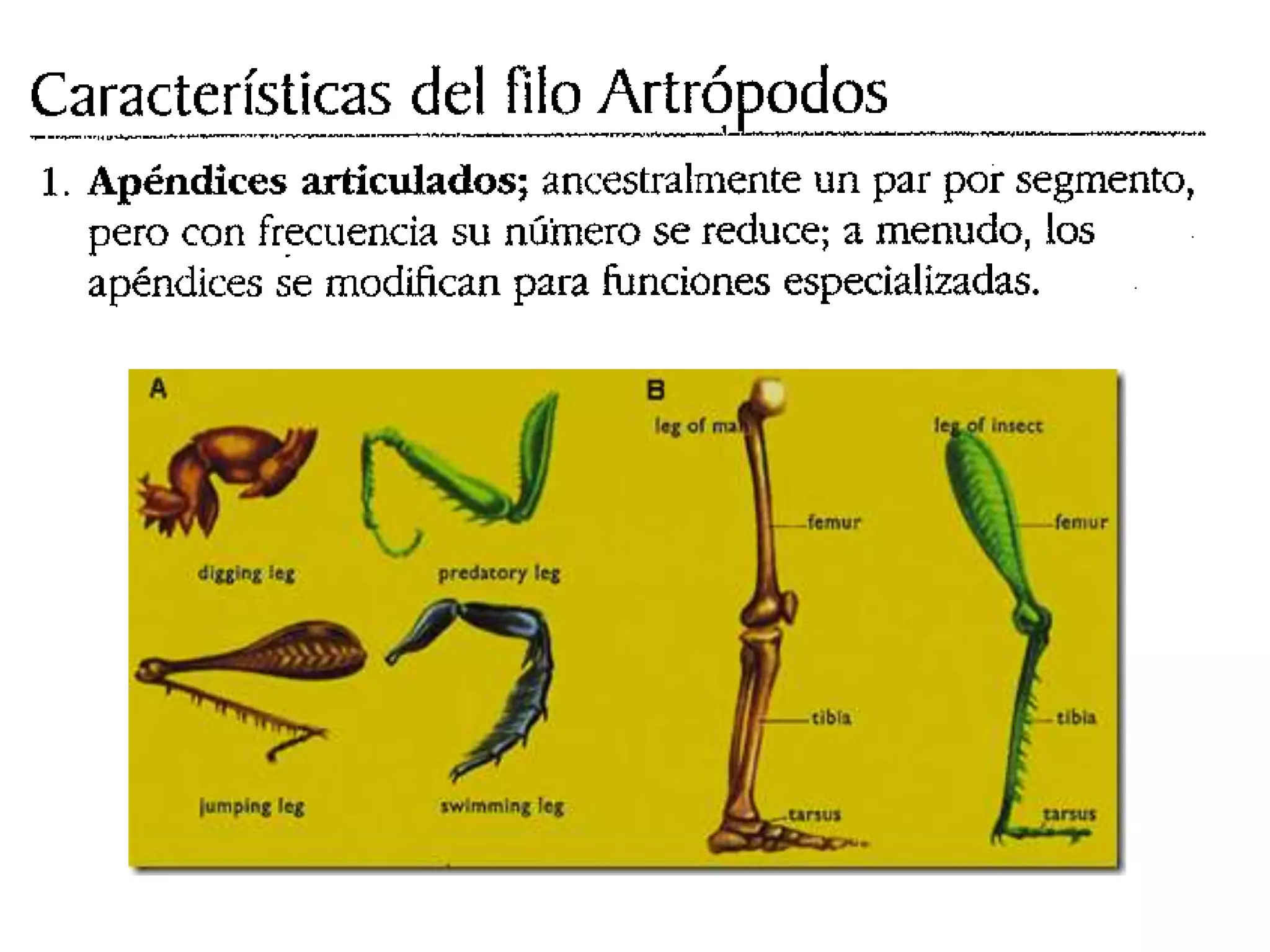 Artropodos no hexapoda | PPT