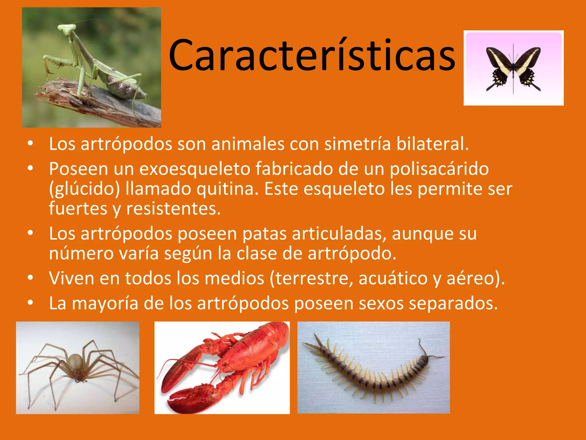 Artropodos tere tama | PPT