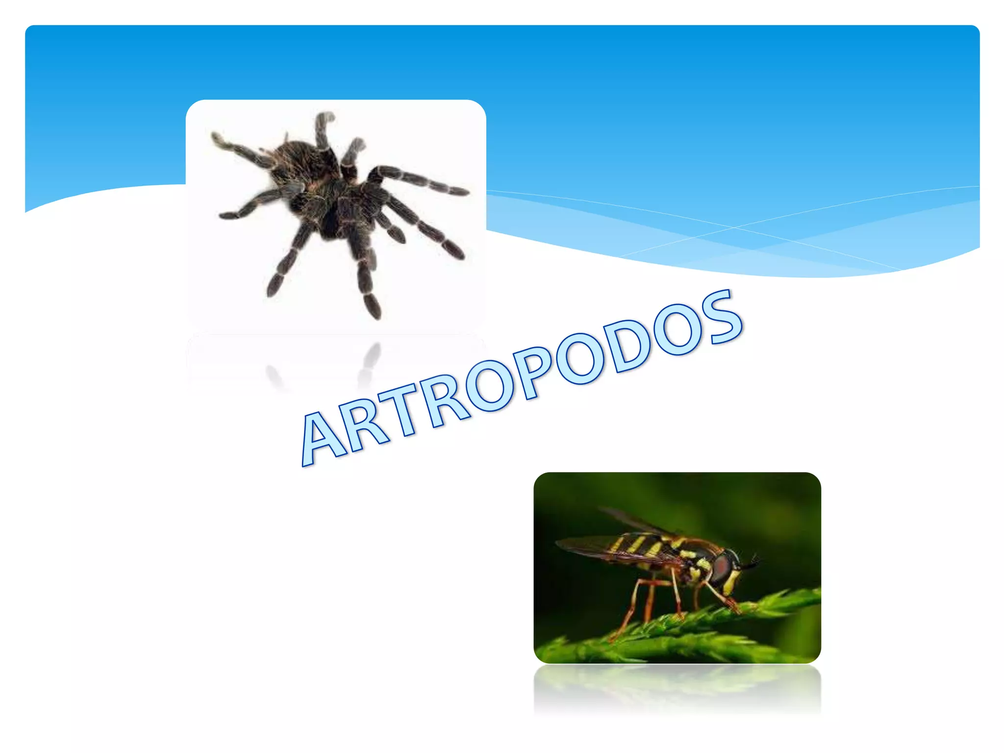 Artropodos y peces | PPTX | Biological Sciences | Science