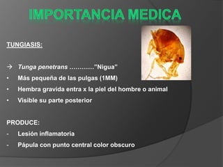 Artropos de importancia | PPTX