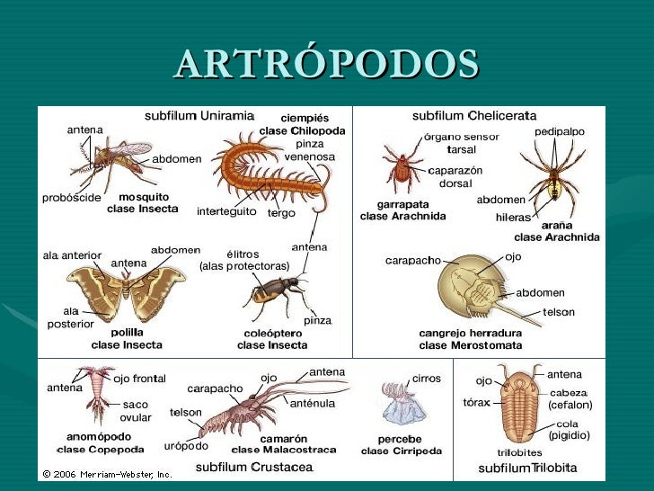Artrópodos