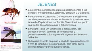 ARTRÓPODOS VECTORES DE ENFERMEDADES.pptx