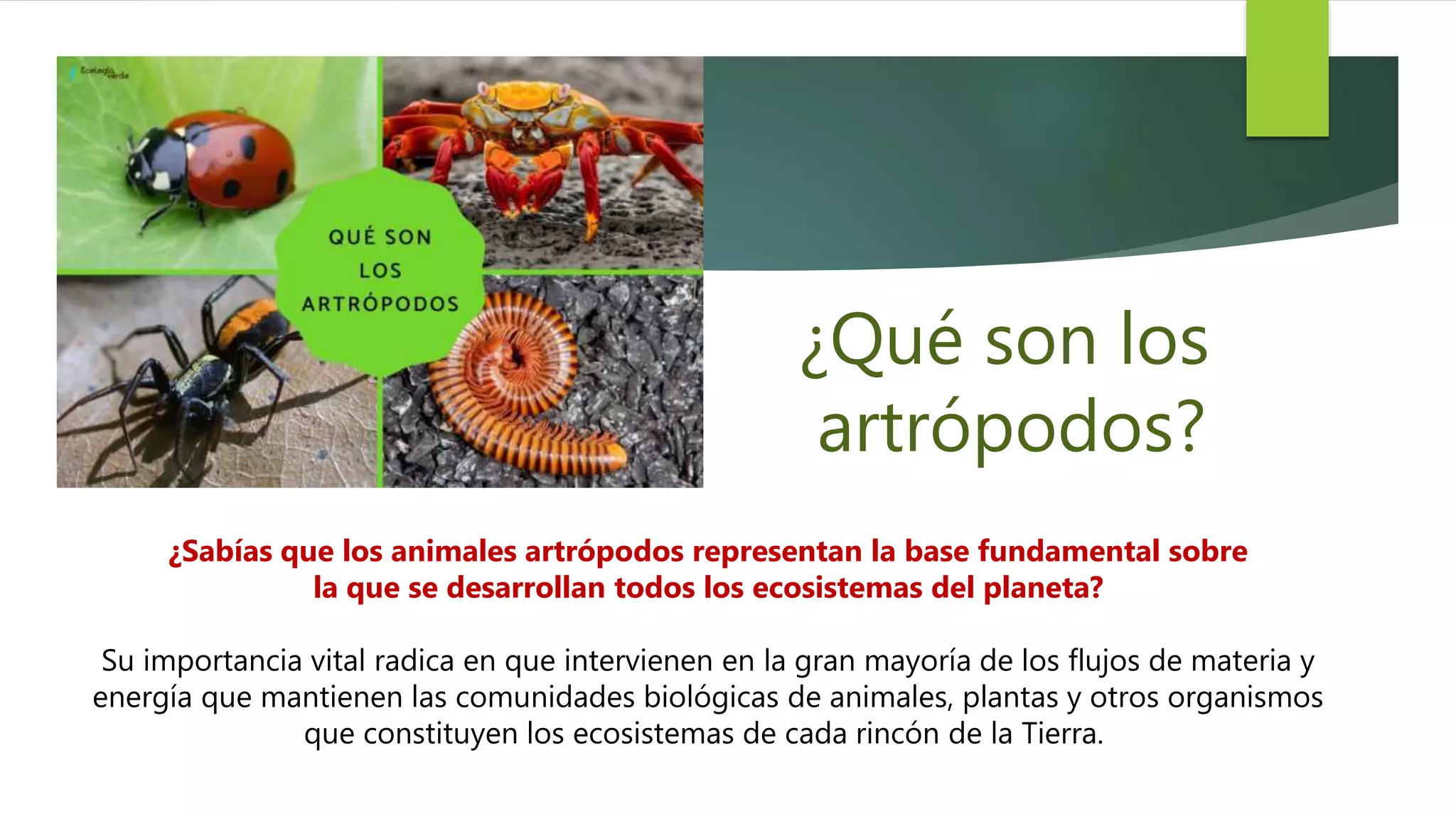 Artrópodos y Equinodermos.pptx