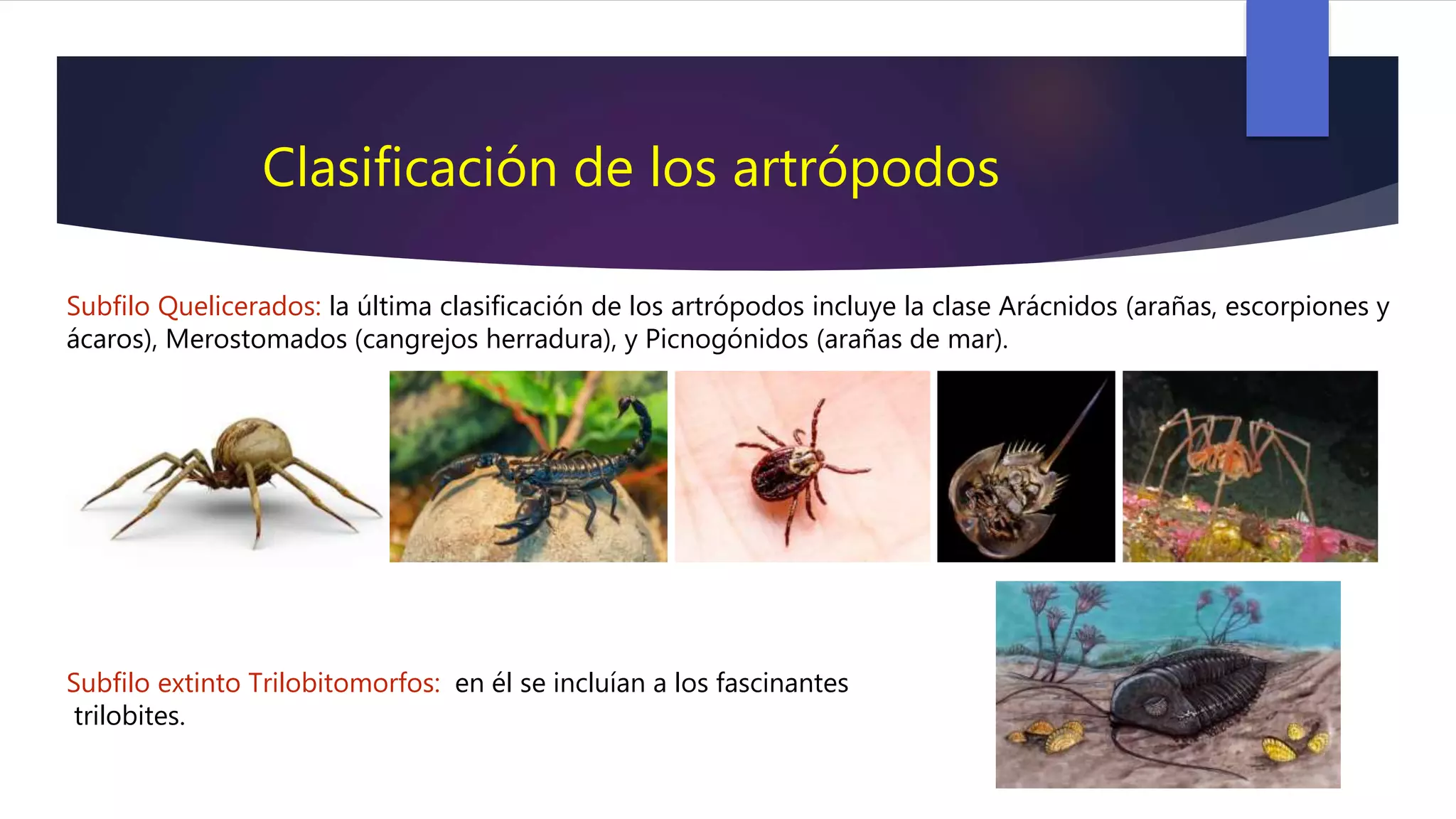 Artrópodos y Equinodermos.pptx
