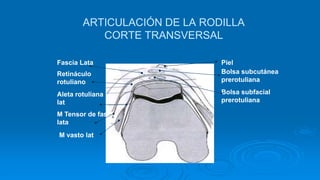 Artuclaciones miembro inferior | PPTX