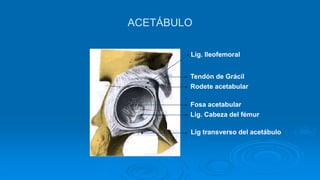 Artuclaciones miembro inferior | PPTX