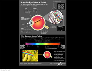 Art & visual neuroscience | PPT