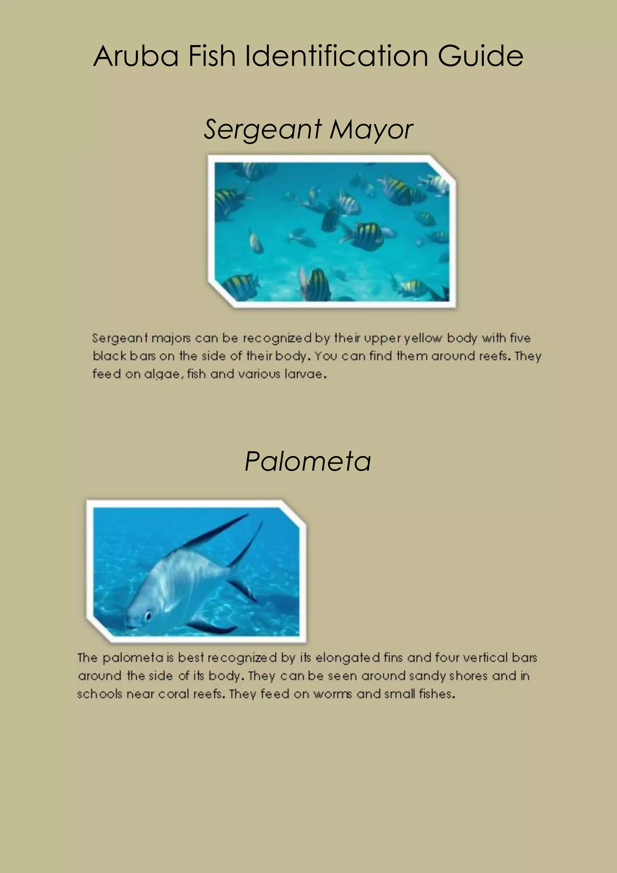 Aruba fish-identification-guide | PDF