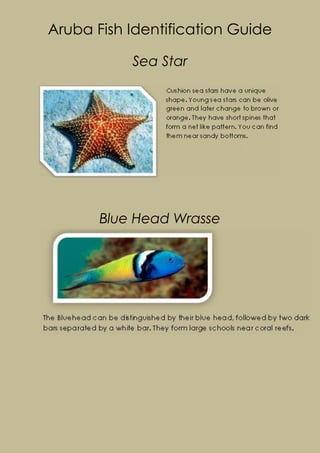 Aruba fish-identification-guide | PDF