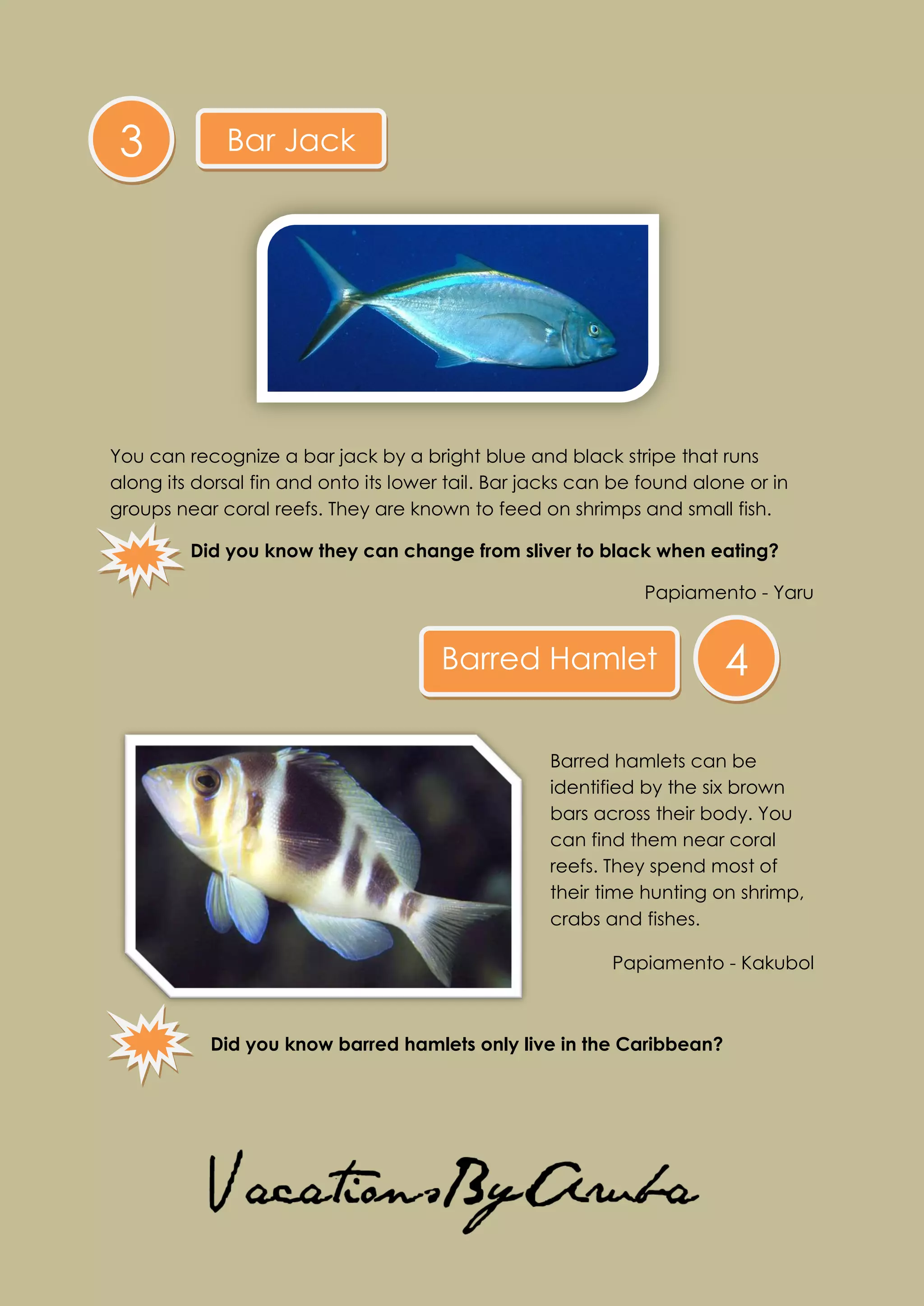 Aruba reef-creature-identification-guide-preview | PDF