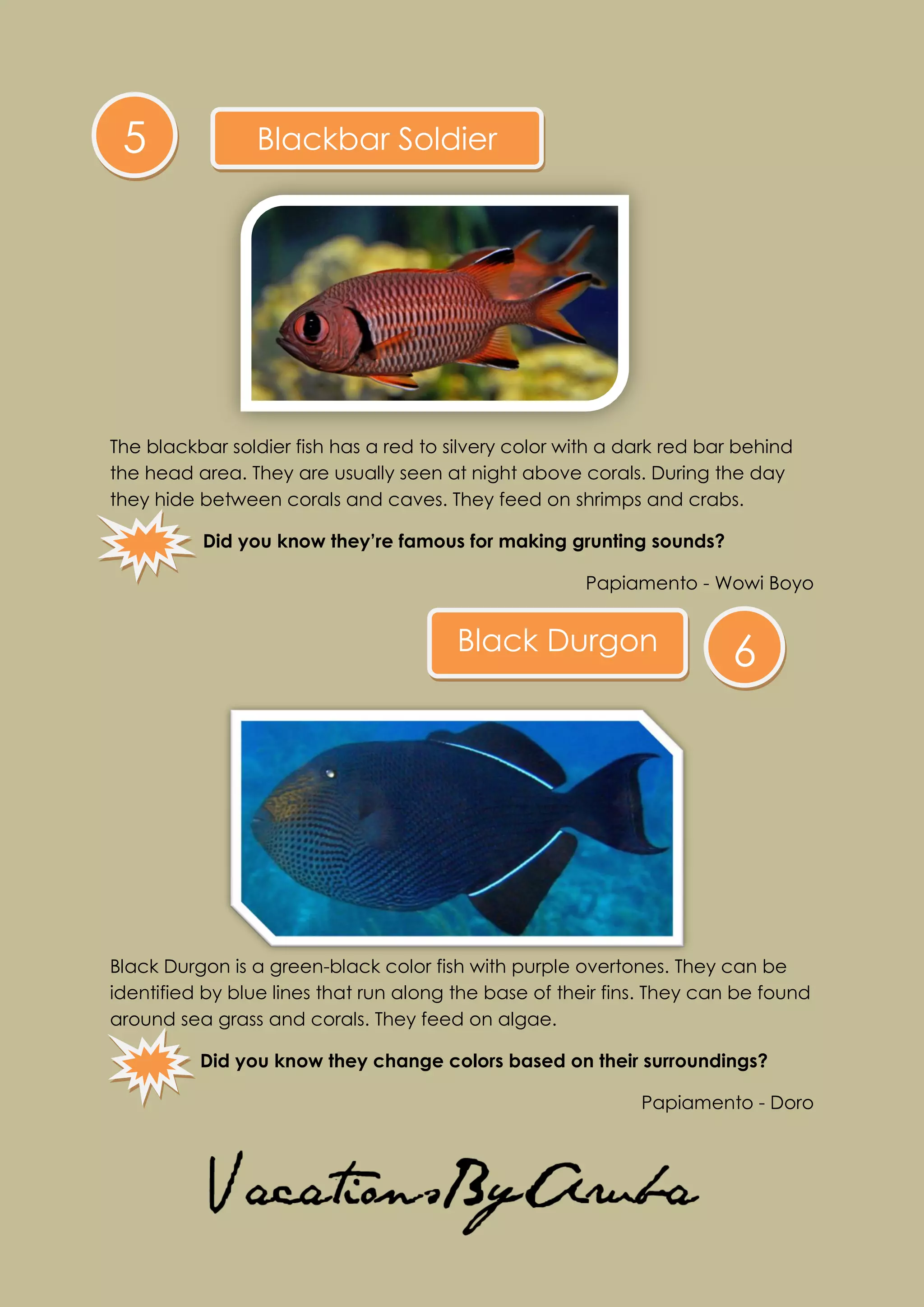 Aruba reef-creature-identification-guide-preview | PDF