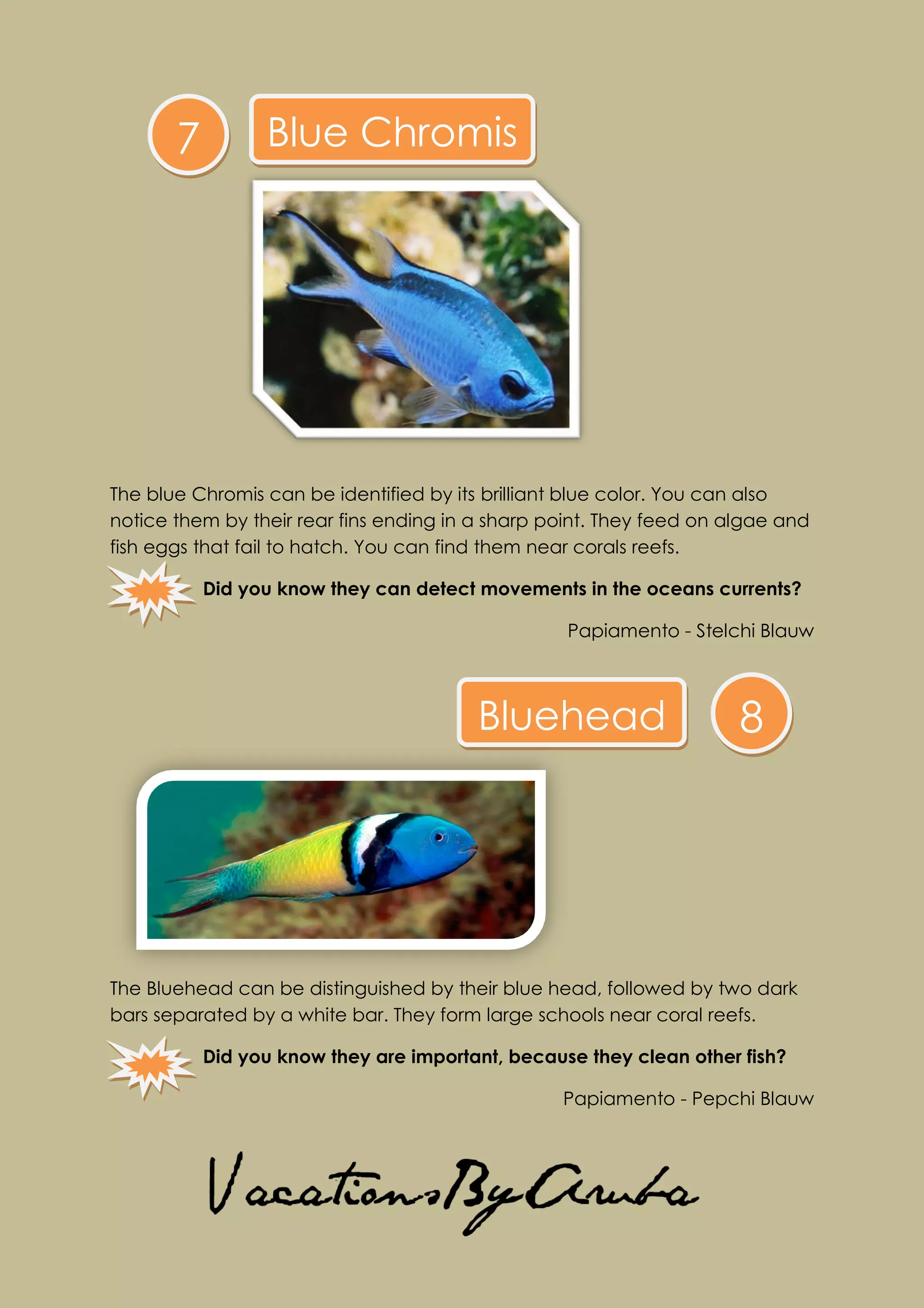 Aruba reef-creature-identification-guide-preview | PDF