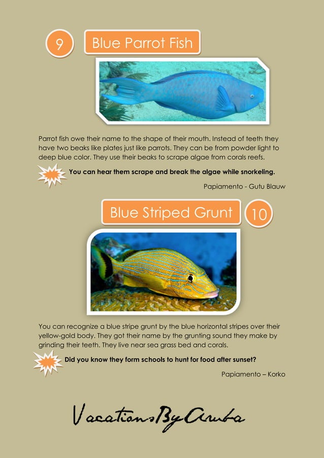 Aruba reef-creature-identification-guide-preview | PDF